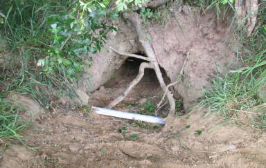 Badger Survey - EVO Ecology